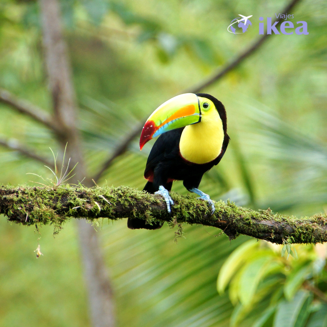 Flora y fauna de Costa Rica : La mayor biodiversidad - Viajes Ikea